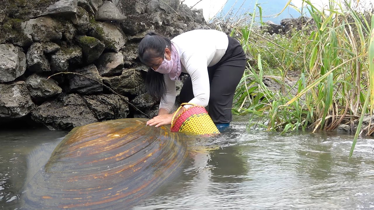 Mutant Clam, Majestic Find: Girl's Adventure Unlocks a Bounty of ...