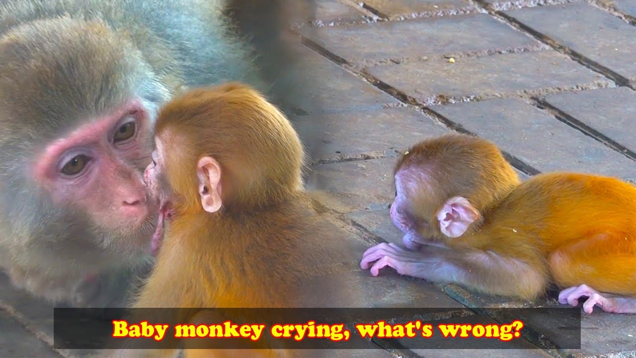 Baby monkey lost his temper screaming and running after his mother ...