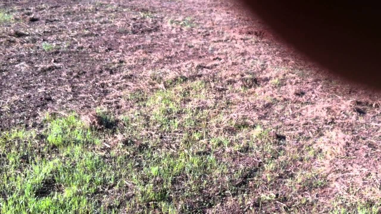 Planting hubam clover, seven top turnip, and rap seed day 7 - YouTube