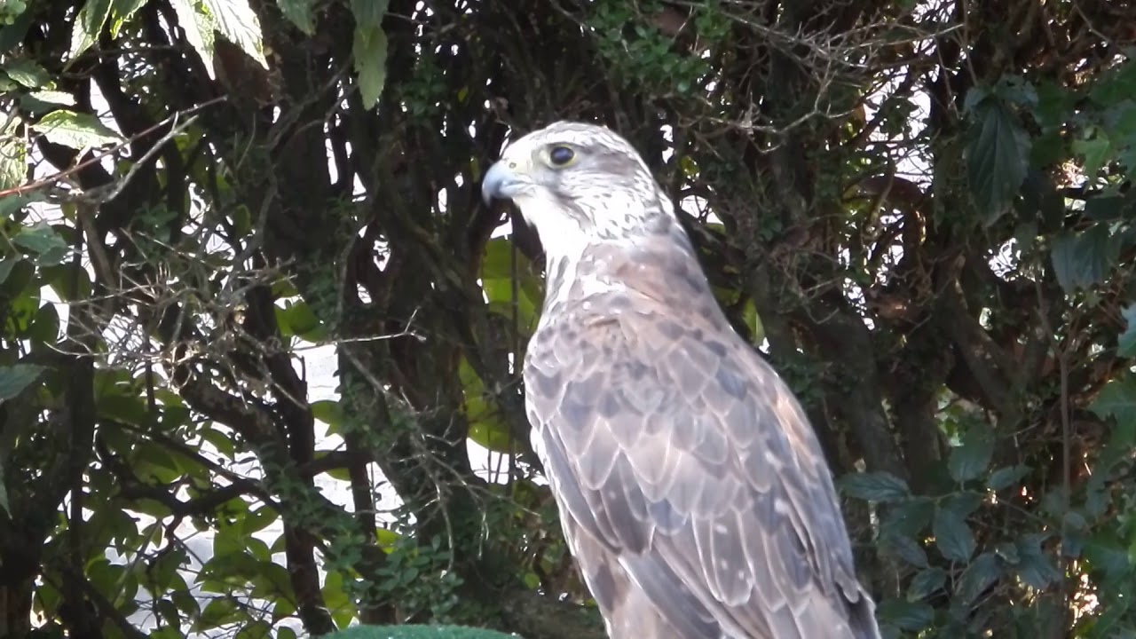 Stepski sokol Falco cherrug - YouTube