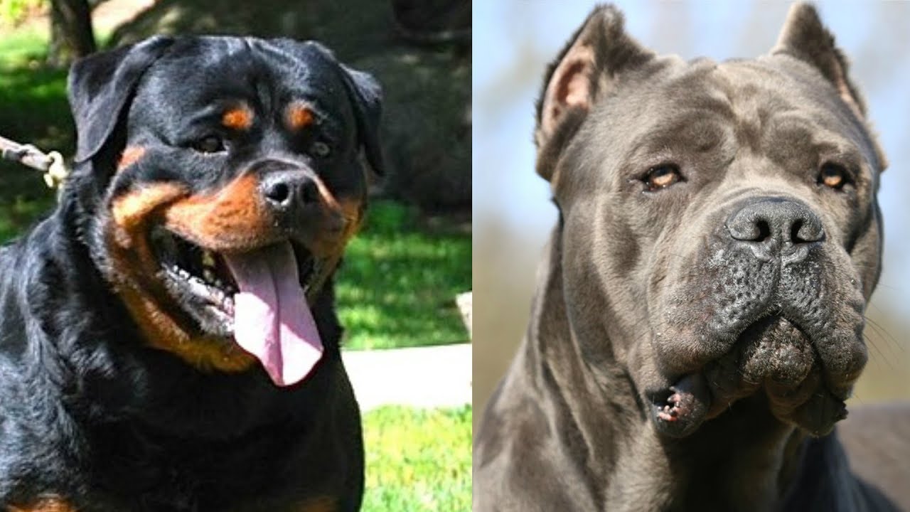 Top 10 Mejores Razas De Perros Guardianes 2da Parte Youtube