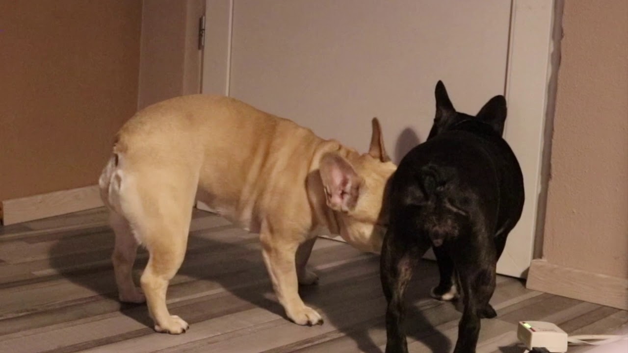 When you leave 2 French Bulldogs alone (cute howling) I Roxy & Gina ...