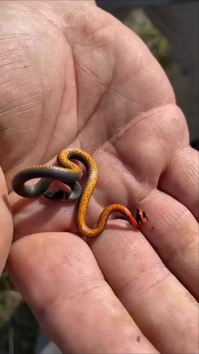 Smallest snakes in the world! #facts #animals #wildlife - YouTube