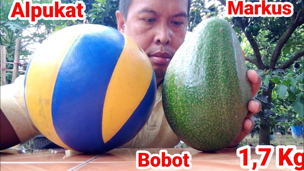Alpukat Markus Raksasa Bobot 1.7 Kg. !!! hanya ada di Tulungagung - YouTube