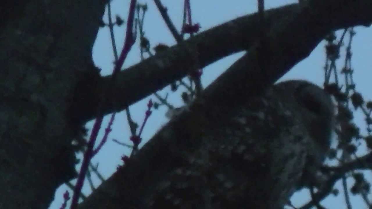 big barn owl - YouTube