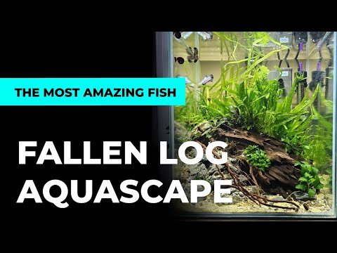 Fallen Log Aquascape Build Step by Step & THE MOST AMAZING FISH! - YouTube