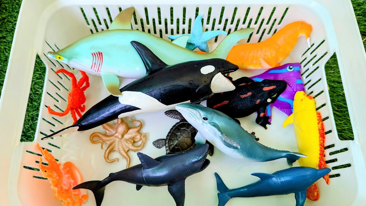Let's Learn About Amazing Sea Animals! | Educational Video For Kids ...