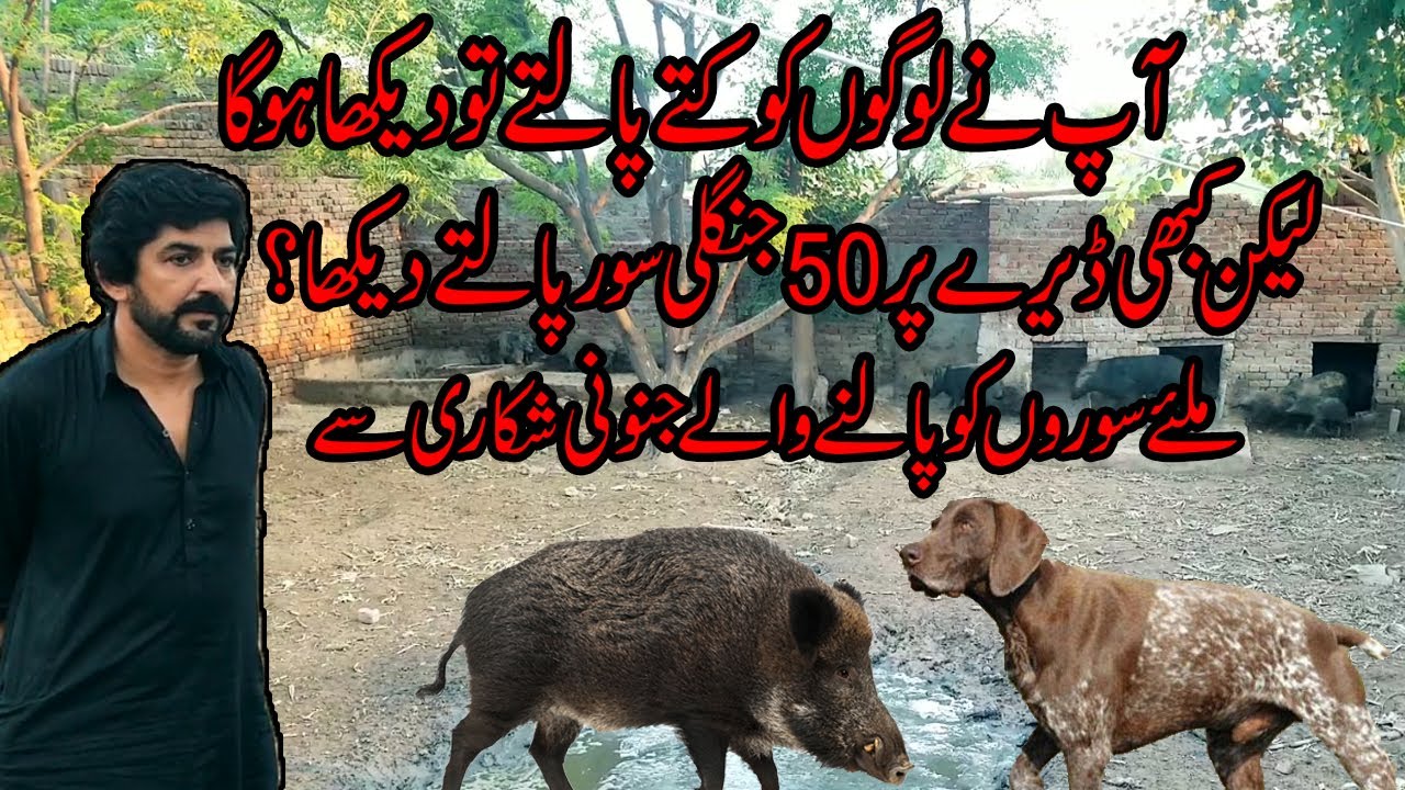 Pakistani Pig farm I Pakistani Shikari ne Deray paar shikar kae lea ...
