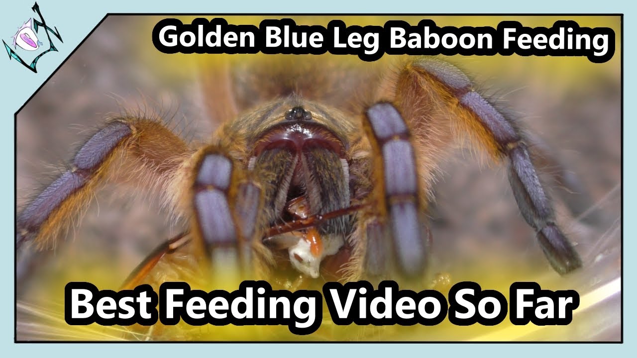 FEEDING Golden Blue Leg Baboon TARANTULAS... Let's ENJOY IT - YouTube