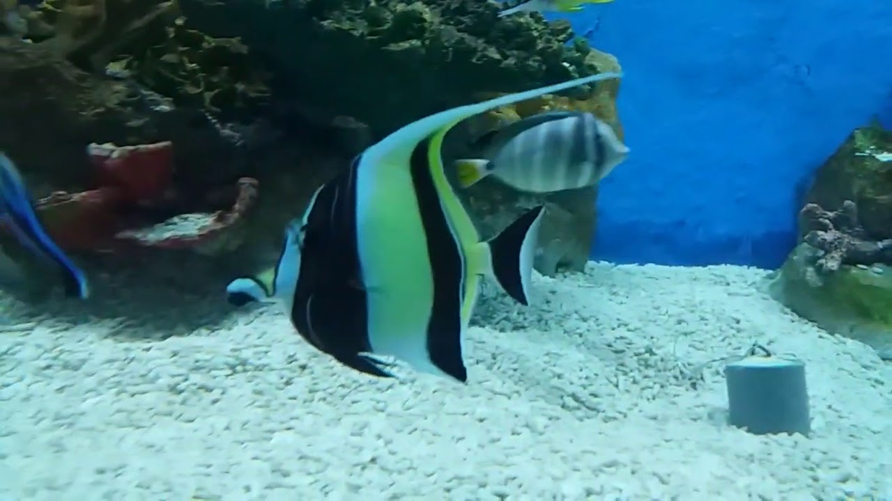 Gill Finding Nemo Type Of Fish