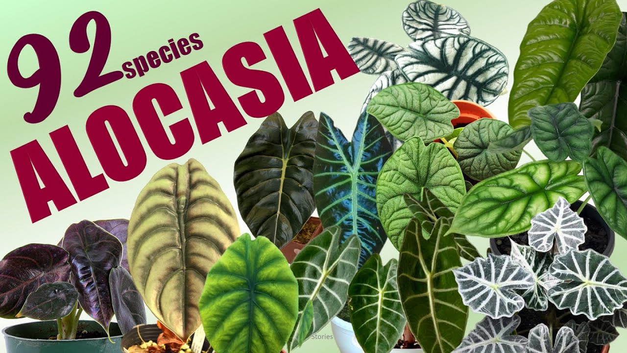 92 ALOCASIA SPECIES | HERB STORIES - YouTube
