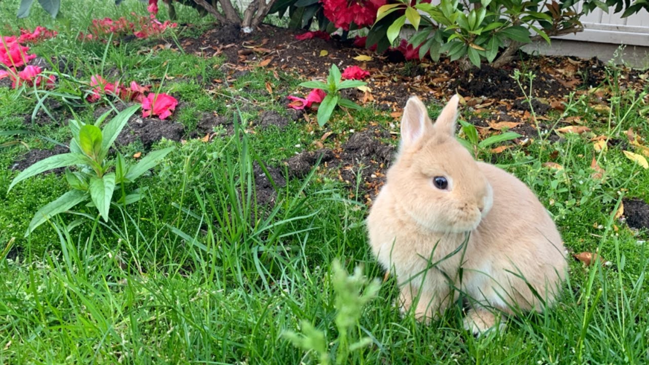 Bunny going out for the first time (Bao Bao loves it!) - YouTube