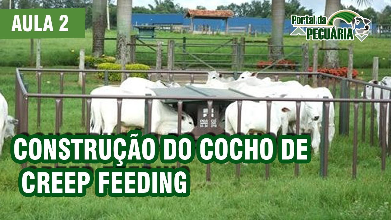 Fazendo cocho de Creep feeding na pratica - parte 2 - YouTube