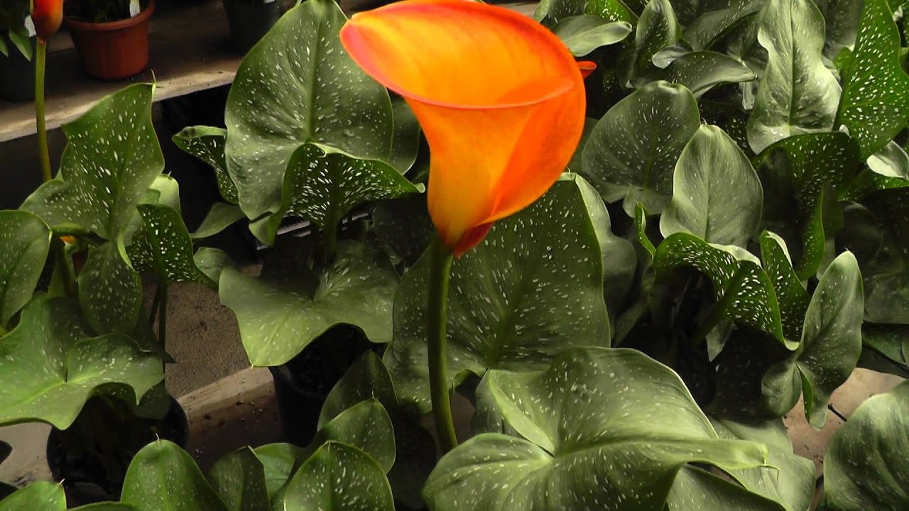 Calla Lily "Fire Dancer" - Orange Calla Lilies - YouTube