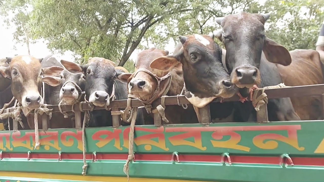 cow unloading,cow video,hamba hamba cow sound 31 - YouTube