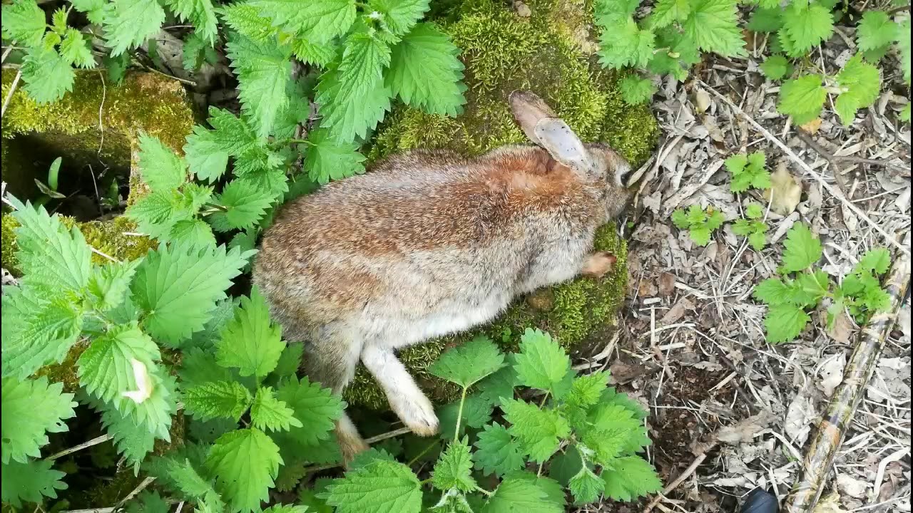 Evening Rabbit Hunt - YouTube
