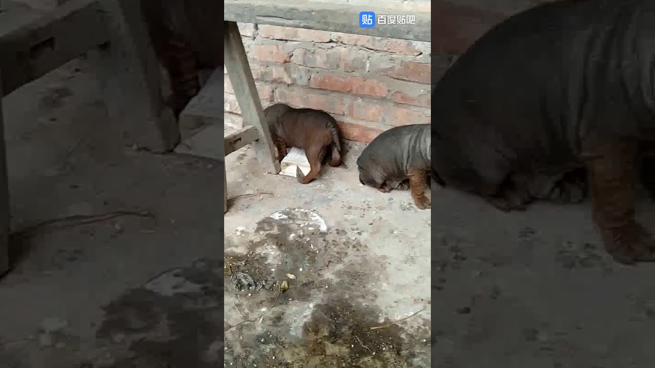 Landrace dog from Sichuan - YouTube