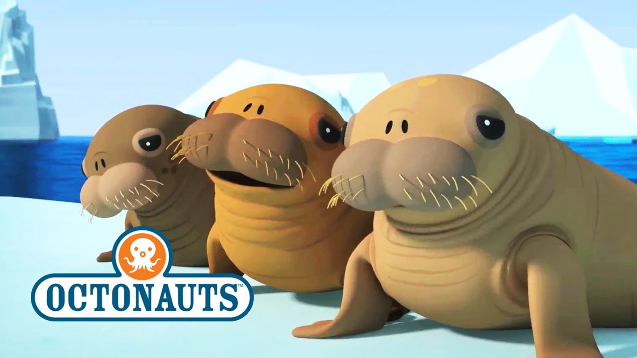 Octonauts Season 4 Exclusive Walrus Pups - YouTube