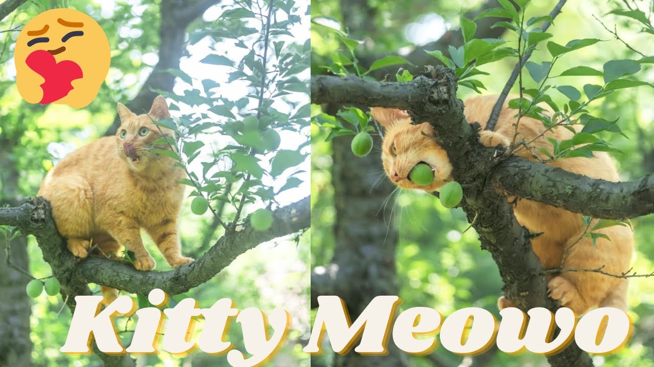 Funny Cat Fails Funny Cat Compilation 5 Youtube