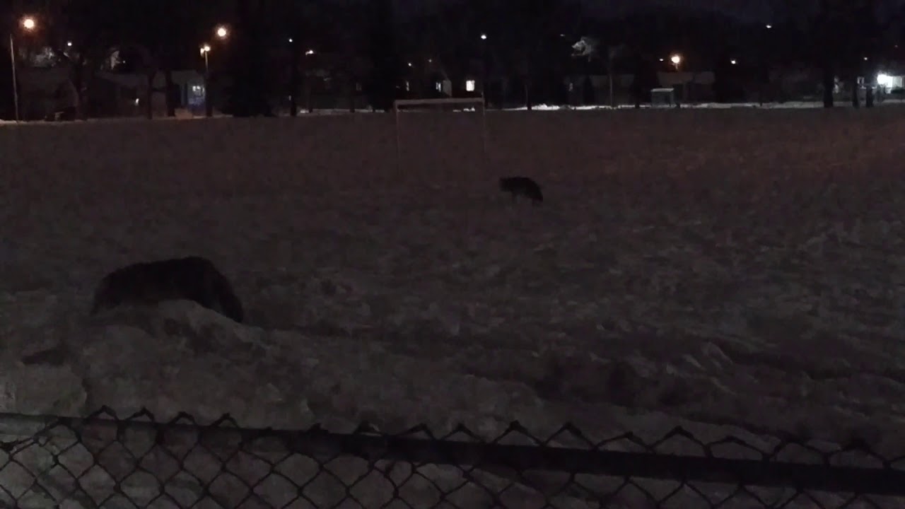 More Coyote sightings in Edmonton - YouTube