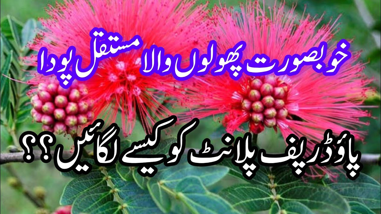 Care guide of growing powder puff plant . Perment flowering plant ...