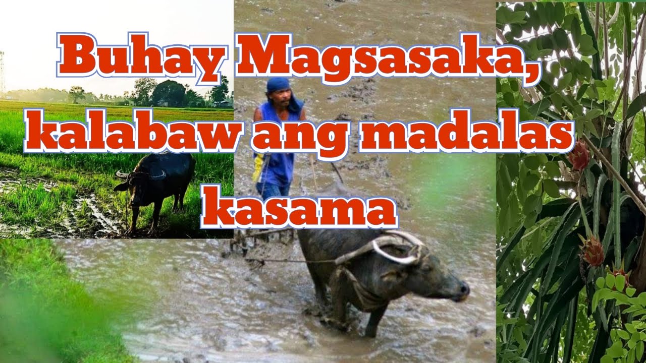 Buhay magsasaka kalabaw ang madalas kasama//Traditional Farming in the ...