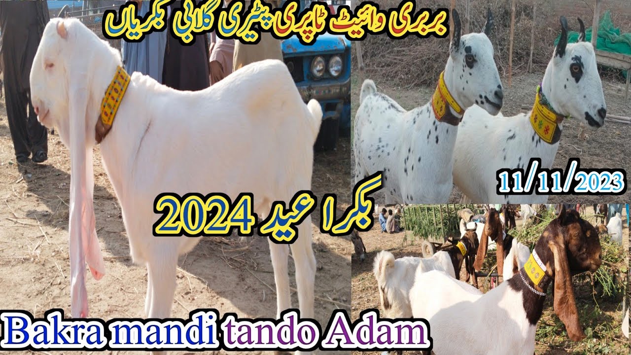 Bakra mandi tando Adam | mix Goat breed | latest update today | Bakra ...
