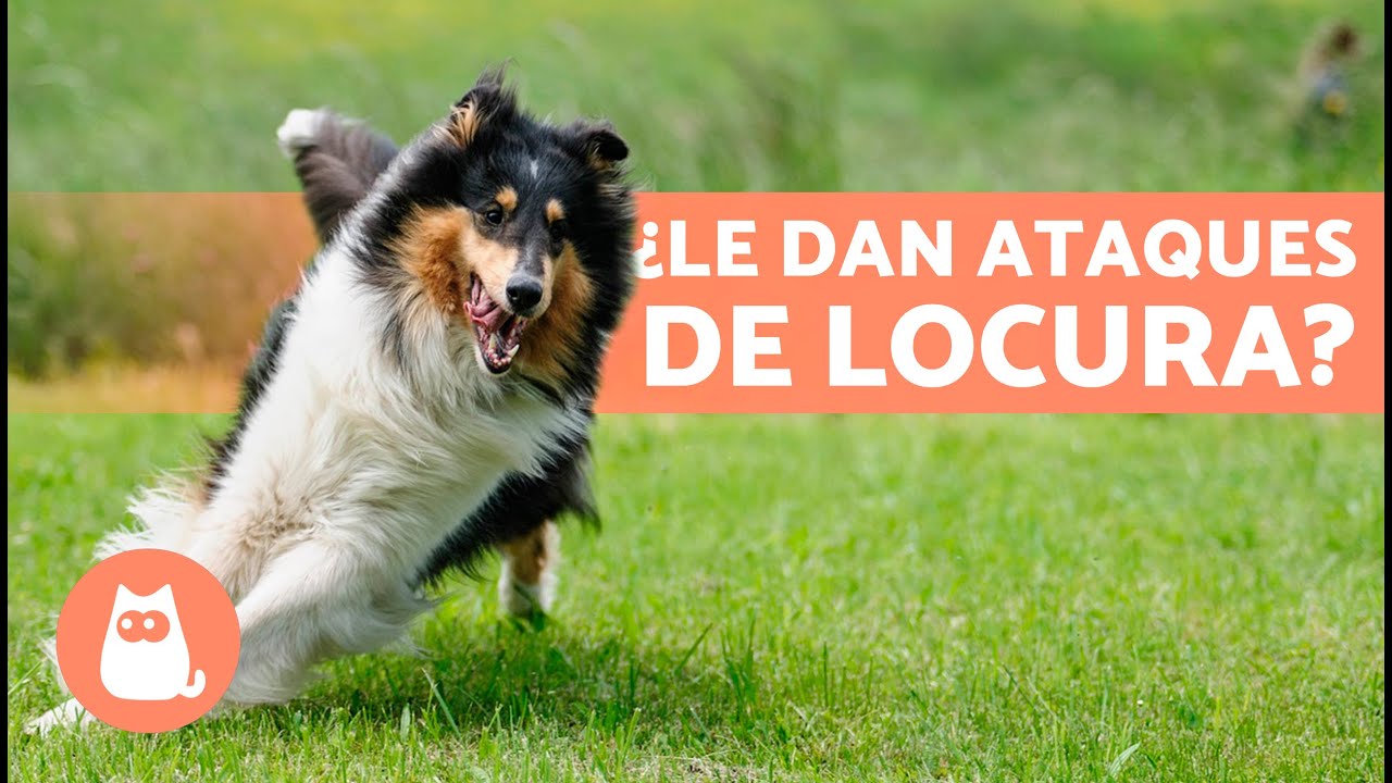 ¿Por qué a mi PERRO le dan ATAQUES de LOCURA? 🐶💥 | Zoomies o FRAP en ...