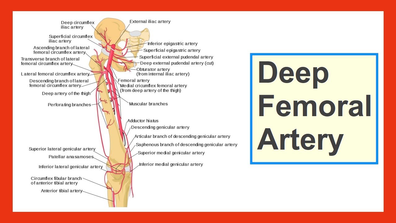 Deep Femoral Artery Supplies What Muscles at Sebastian Williams blog