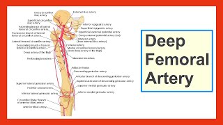 Deep Femoral Artery Model