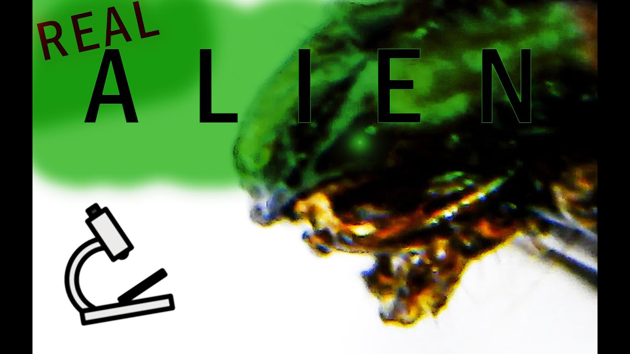 Forficula auricularia (European earwig) - scary! 😨 - YouTube