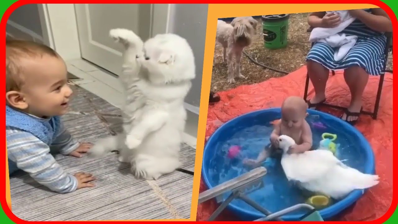 Baby Playing With Animals | Dogs and Babies are BEST FRIENDS - YouTube