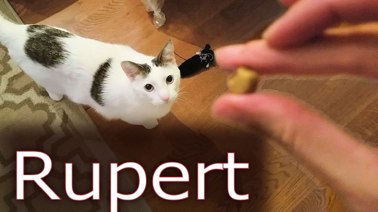 Cat Slipping On Hard Wood Floor - YouTube