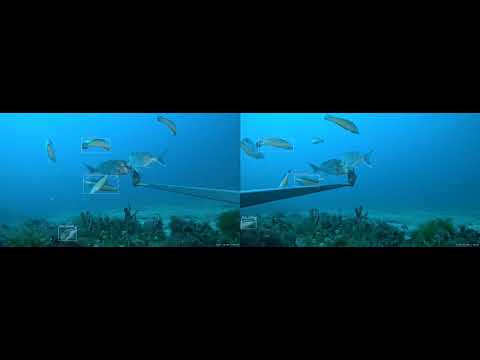 AFID-TIDAL — Autonomous Stereo Fish Identification & Length Measurement (Unedited Algorithm Output)