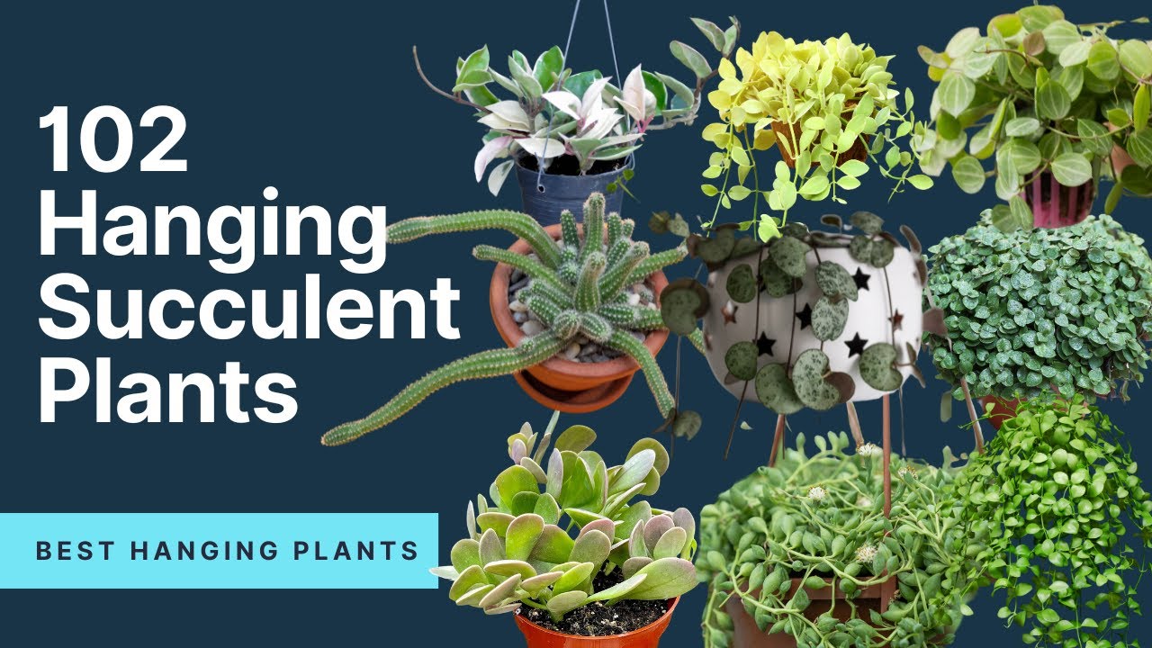 102 Hanging Succulent Plants | Trailing succulents | MOODY BLOOMS - YouTube