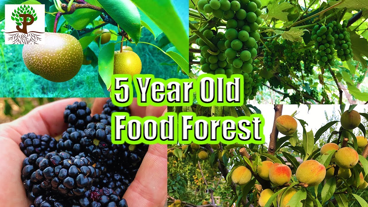 5 YEAR OLD SUBURBAN FOOD FOREST! - YouTube