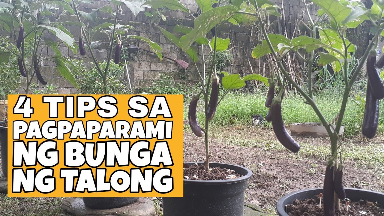 4 Tips Paano Magtanim ng Talong sa Paso/Container, Pagpapabunga ng ...
