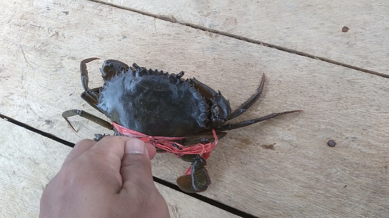 cara melepas capit kepiting bakau untuk moulting - YouTube