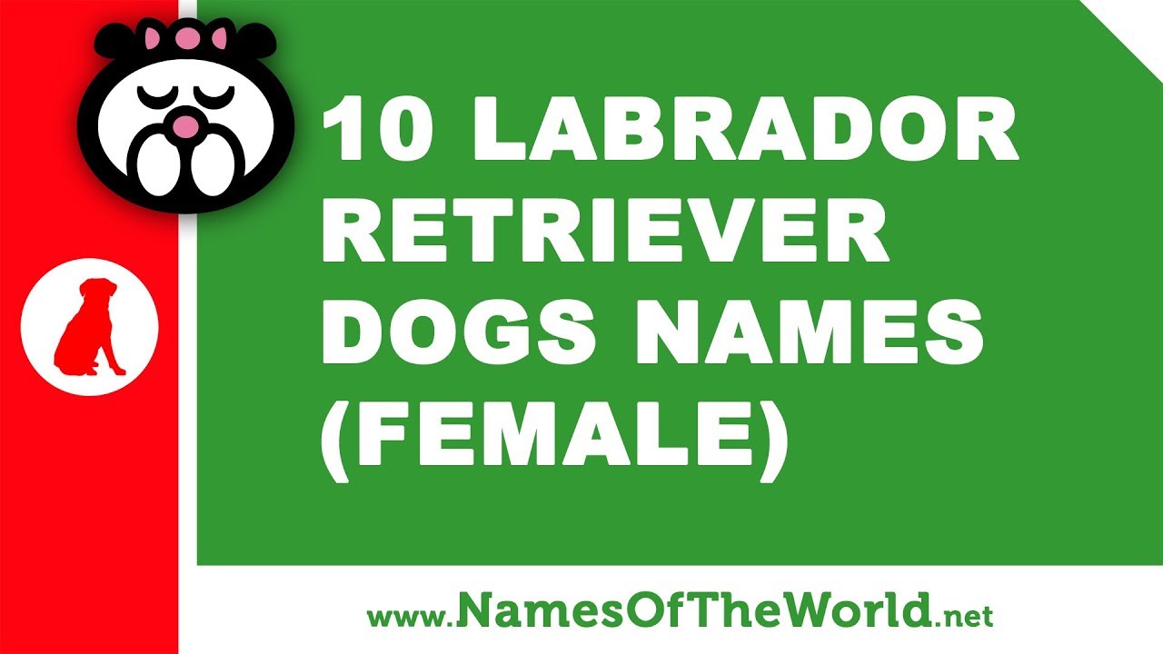 10 labrador retriever female dog names - the best pet names - www ...