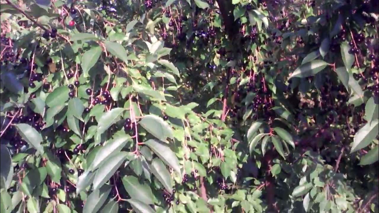Черёмуха падоцерус, и др. - YouTube