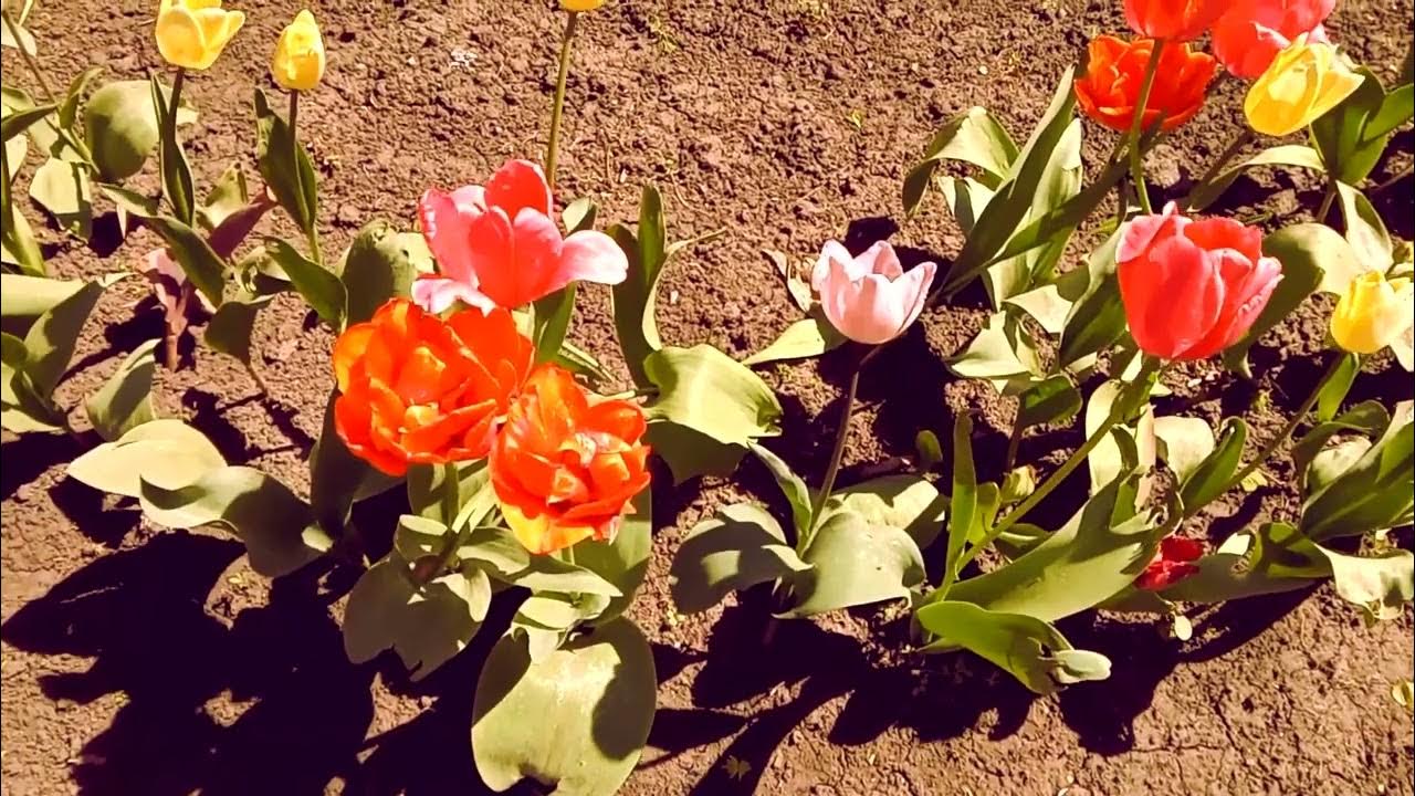 Вальс цветов - YouTube