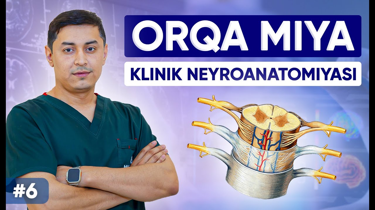 Orqa miya klinik neyroanatomiyasi #6 - YouTube