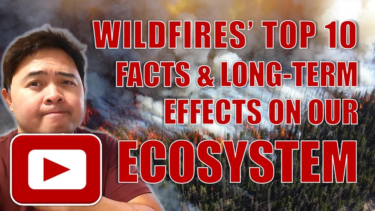 WILDFIRES' TOP 10 FACTS & LONG-TERM EFFECTS ON ECOSYSTEM - YouTube