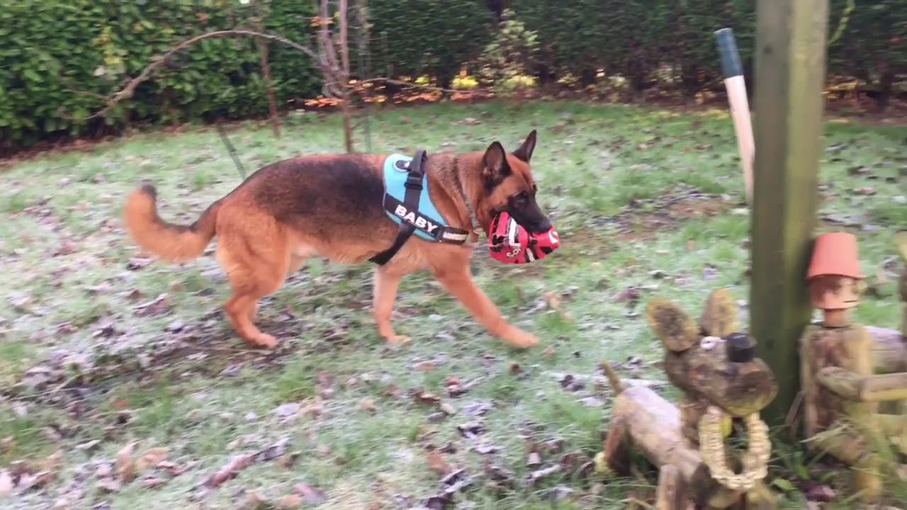 German shepherd pack - YouTube