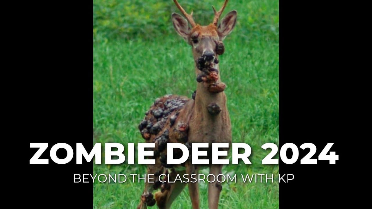 ZOMBIE DEER 2024! #deer #chronicwastingsyndrome #prion - YouTube