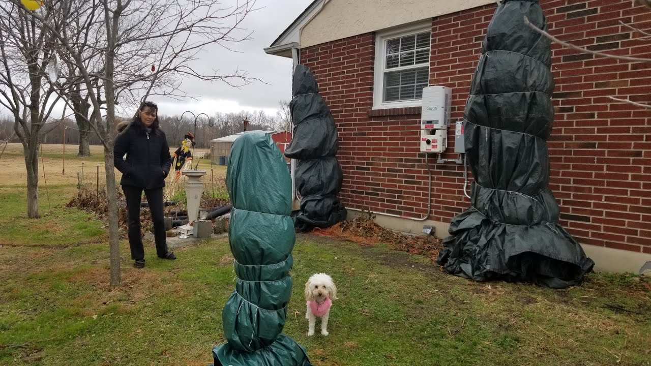 DEMONSTRATING HOW I WRAP MY FIGS! AN IN DEPTH, DETAILED, DISCUSSION ...