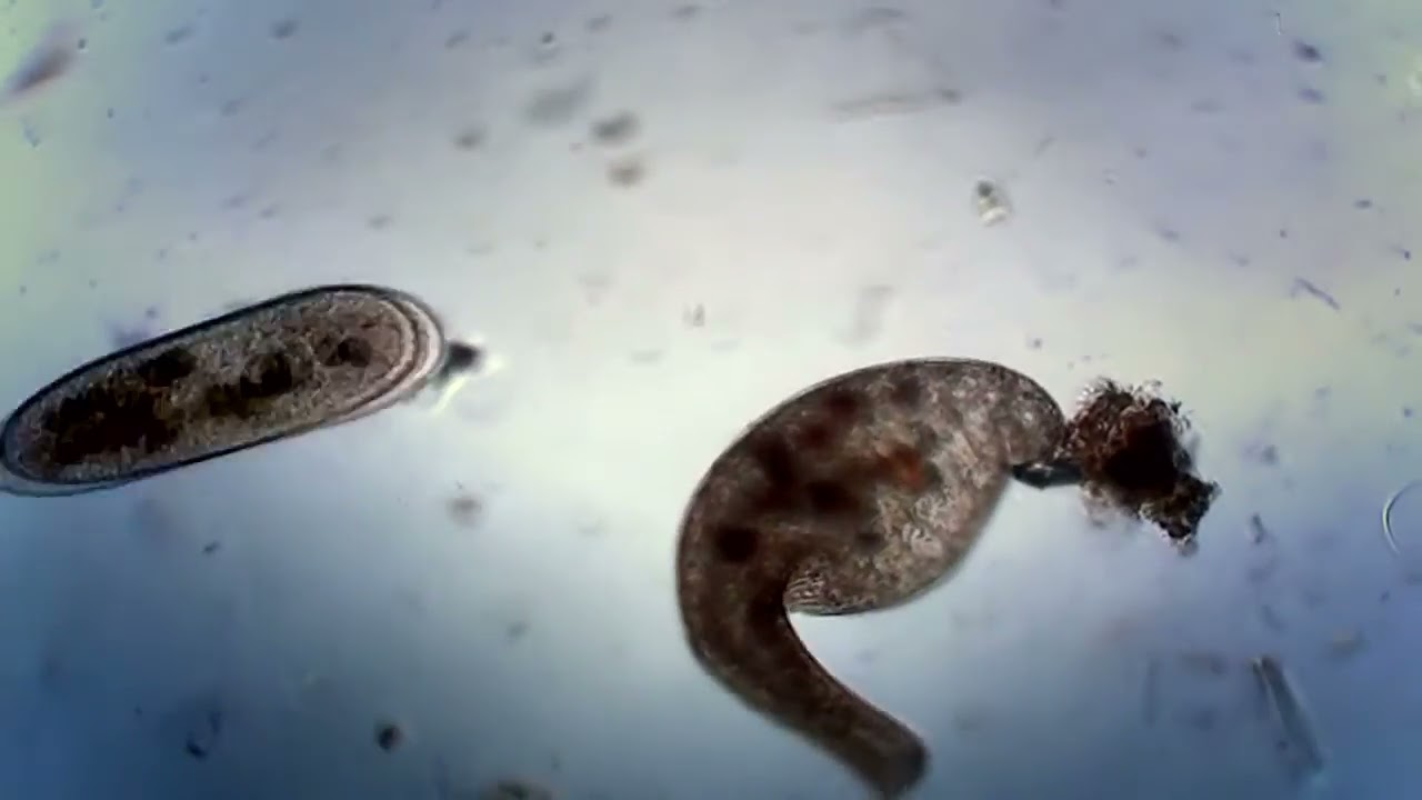 loxodes magnus - YouTube