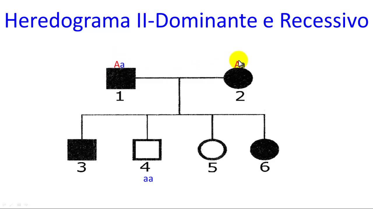 Recessivo e dominante nos heredogramas - YouTube