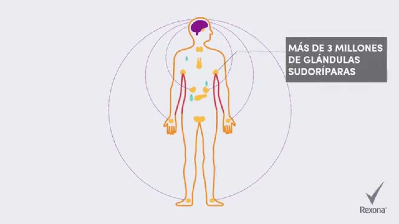 ¿Qué es el sudor? - YouTube