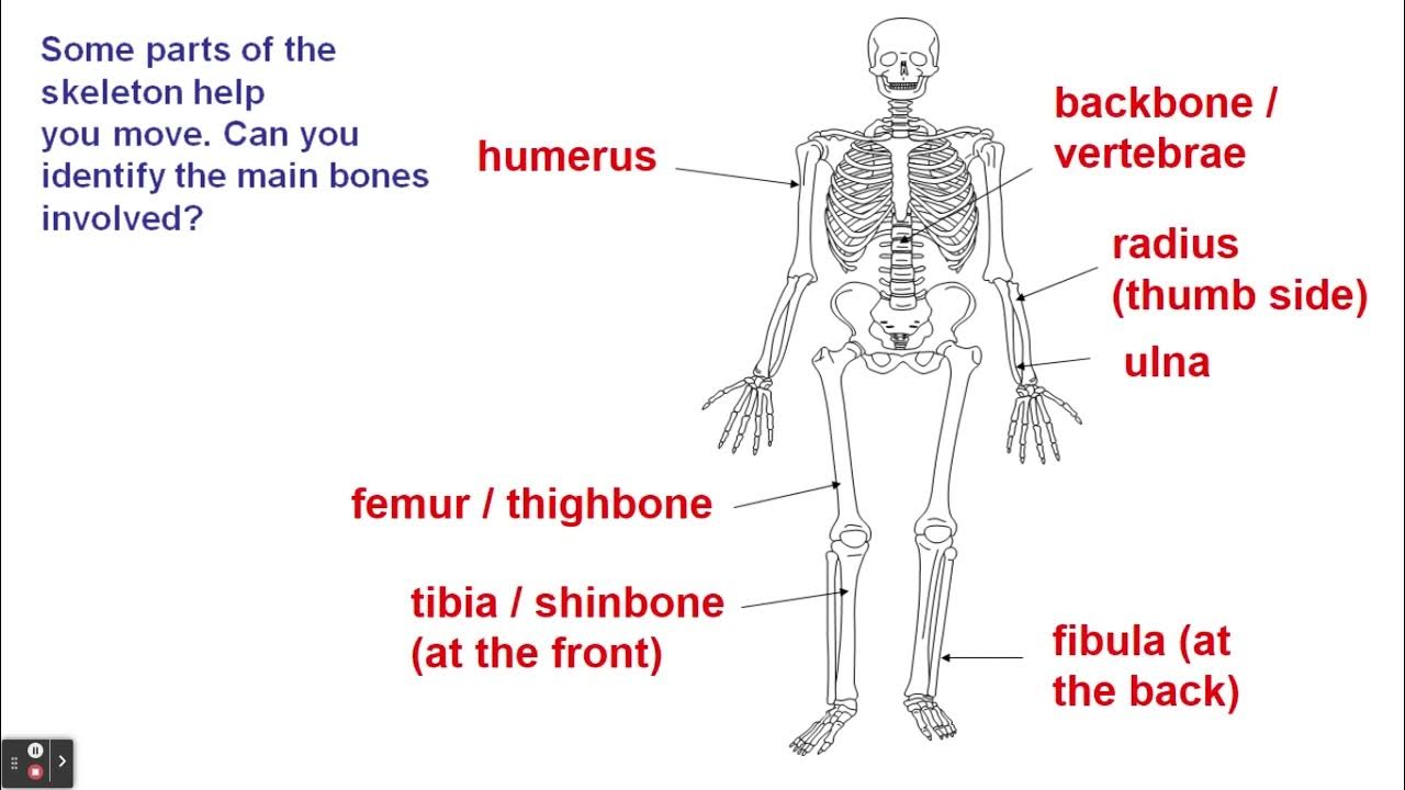 7C The Skeleton - YouTube